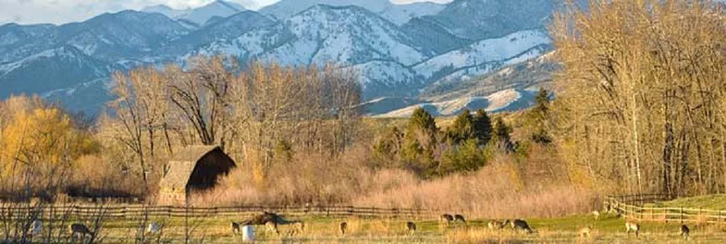 Endodontist Bozeman MT | Endodontics