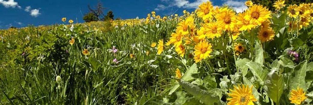 Endodontist Bozeman MT | Endodontics